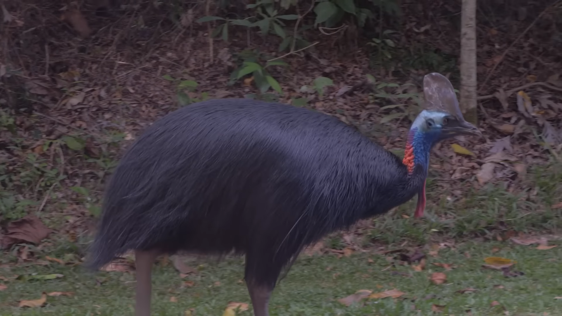 This giant bird killed its owner after he tripped and fell
