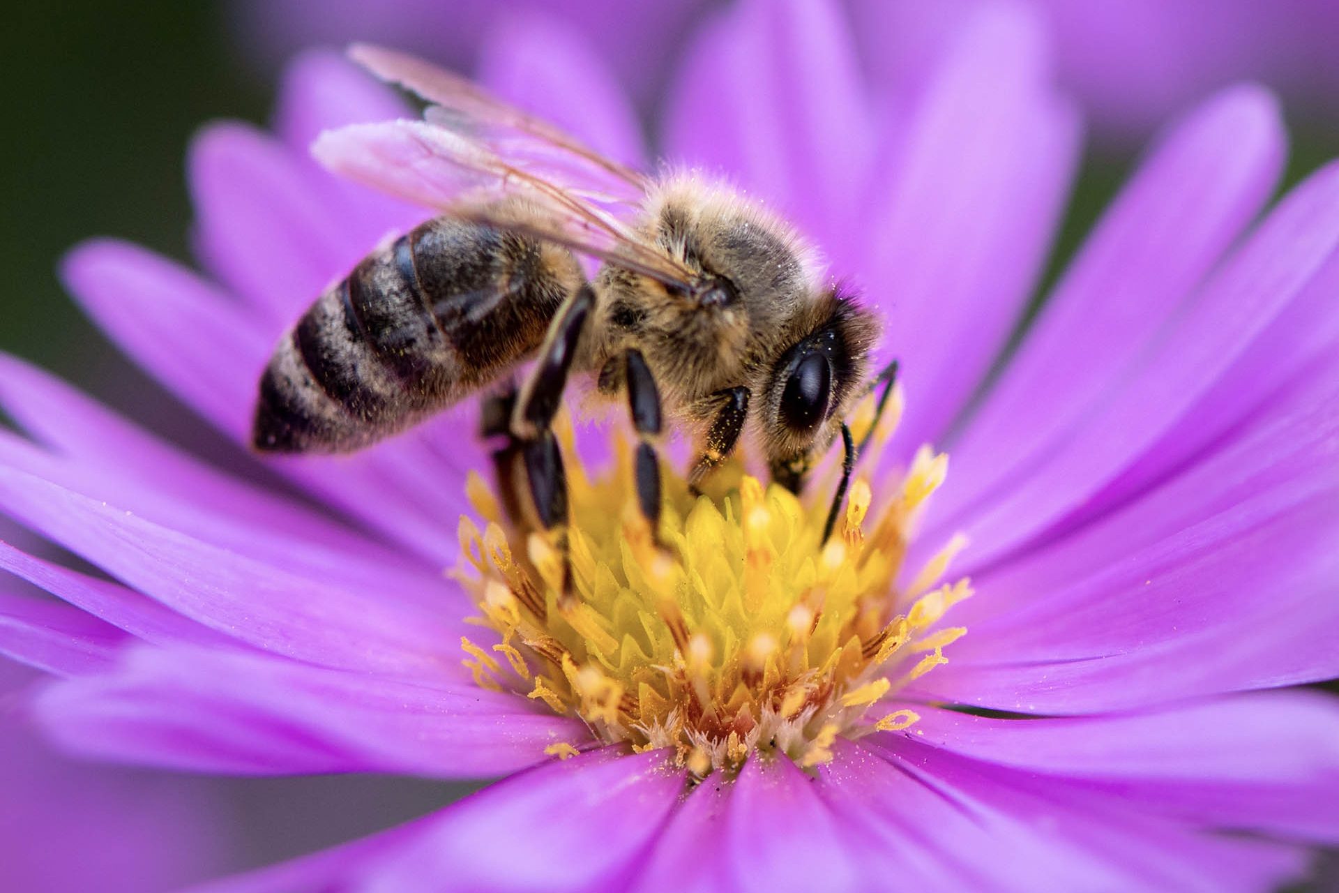 Prédire les ouragans en observant les abeilles, une tactique simple ...