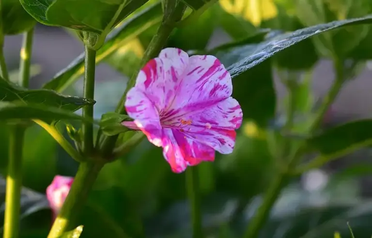 El dondiego de noche, las bonitas flores que se plantan ahora y en ...