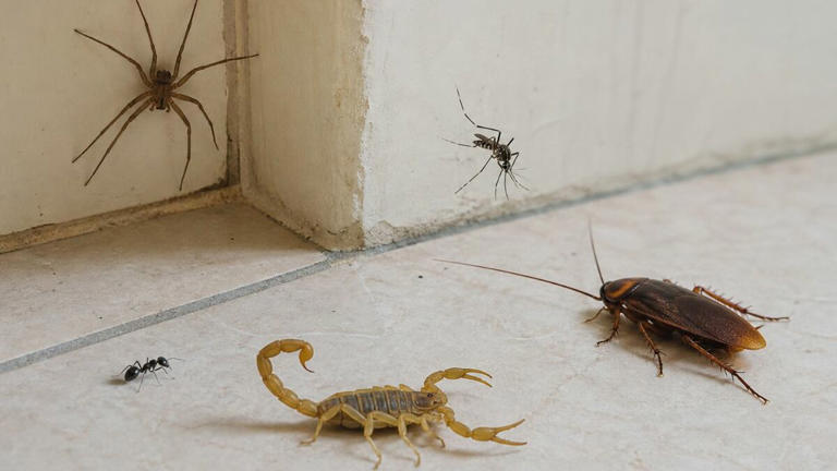 Ola de calor: insectos y arañas que invaden tu casa y cómo mantenerlos ...