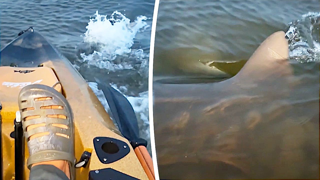 Watch: Bull shark charges kayak fisherman off Florida coast