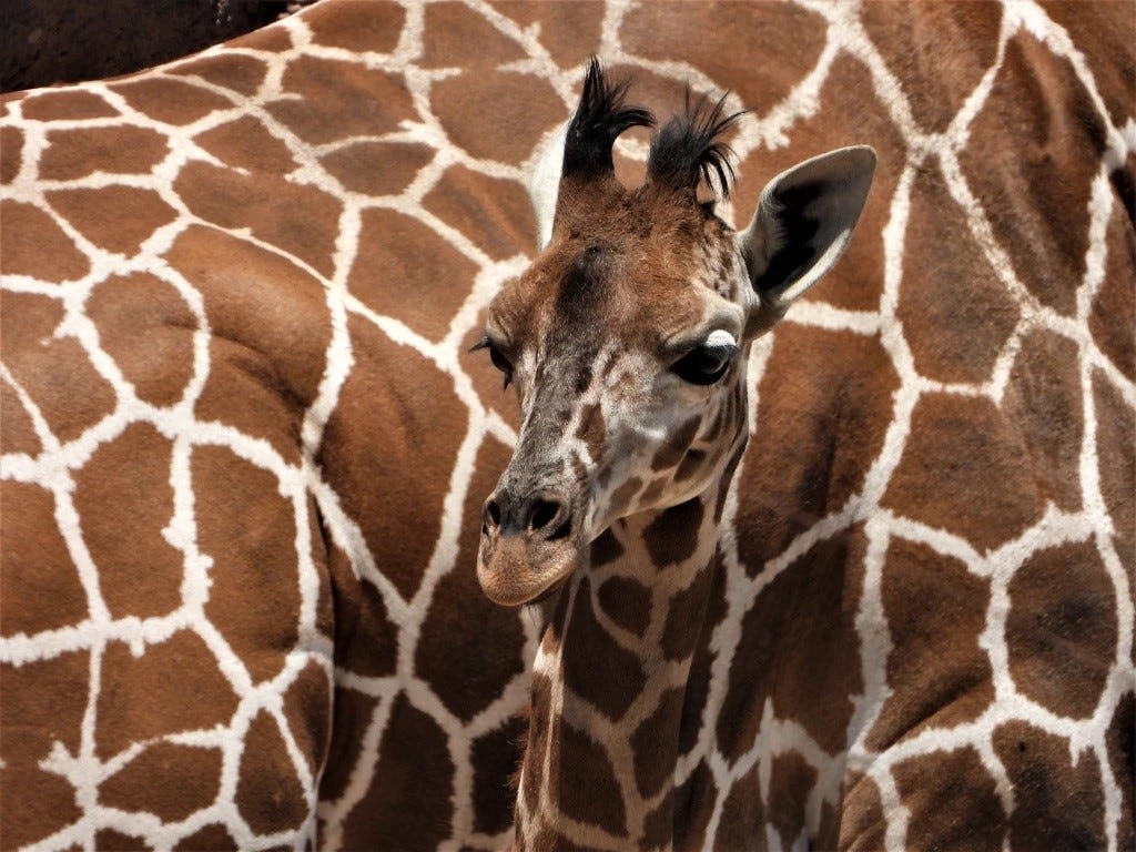 El Paso Zoo's giraffe brothers Obi, Tesoro move to new homes