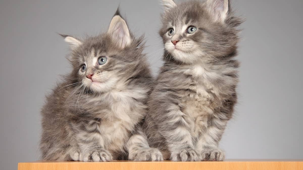 Maine coon kittens named after AC/DC songs keep getting cuter