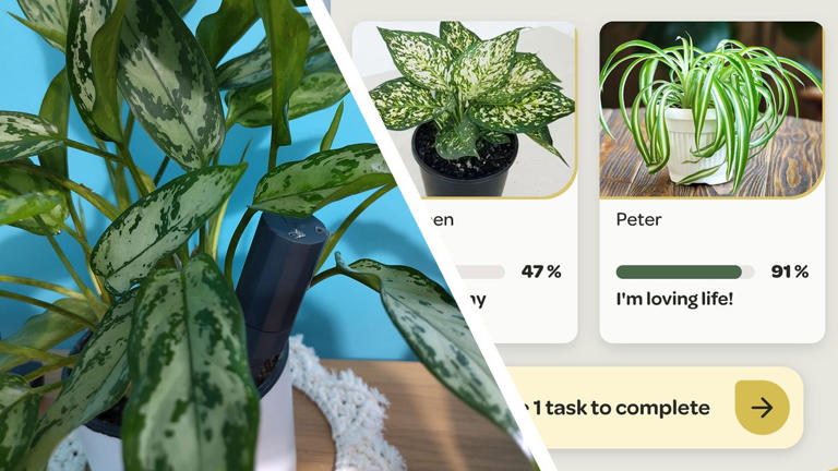 These smart sensors are 'like a Fitbit for houseplants' — can they make ...