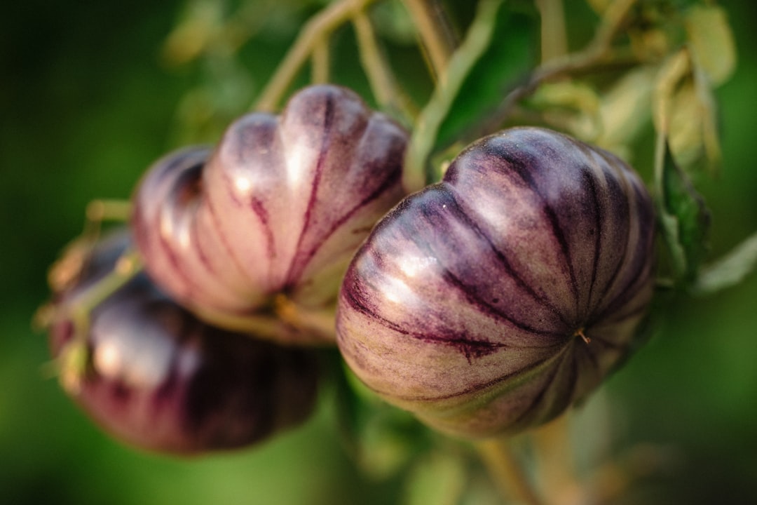 The heirloom harvest: 12 unique tomato varieties to plant this spring