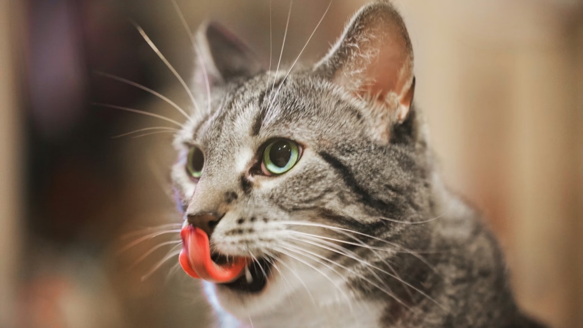 A common mistake can silently stress indoor cats, experts warn