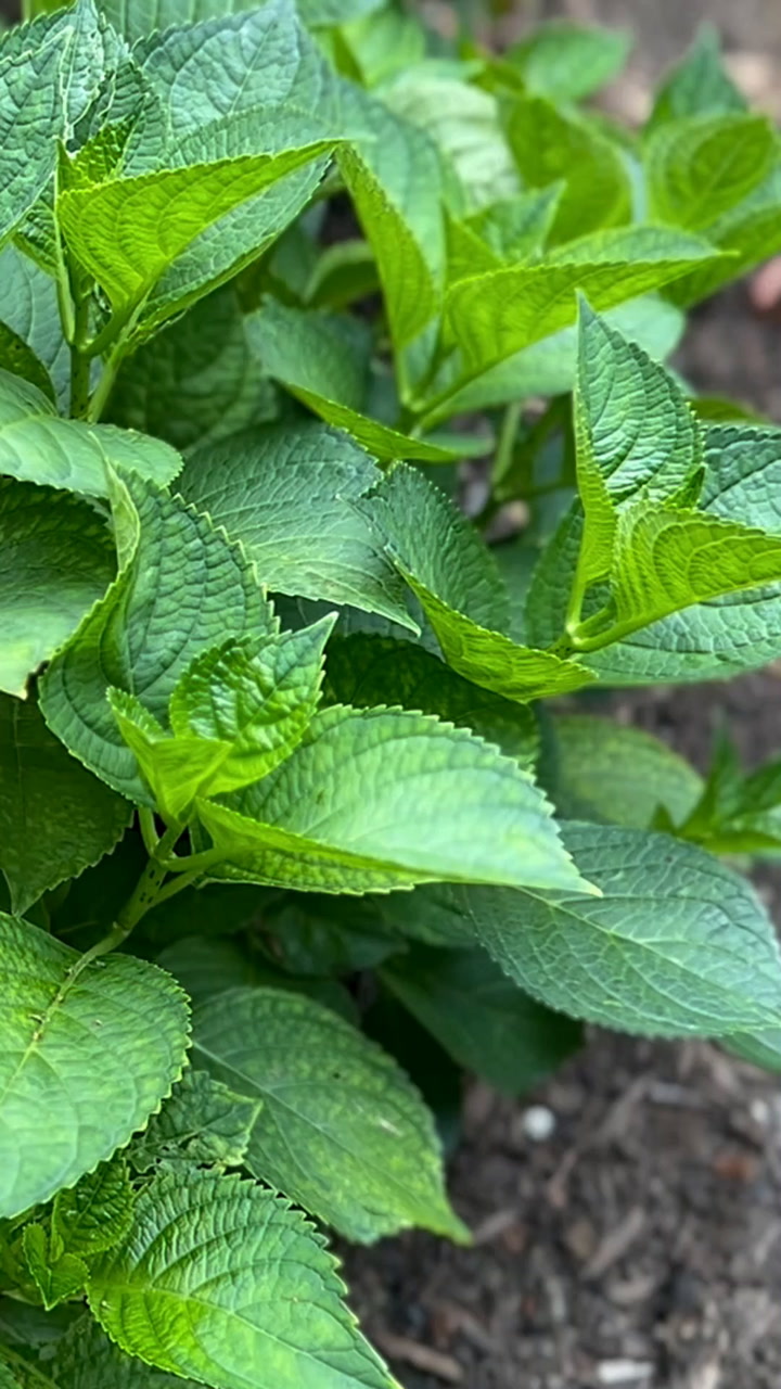 How to know when to prune your hydrangeas for more blooms