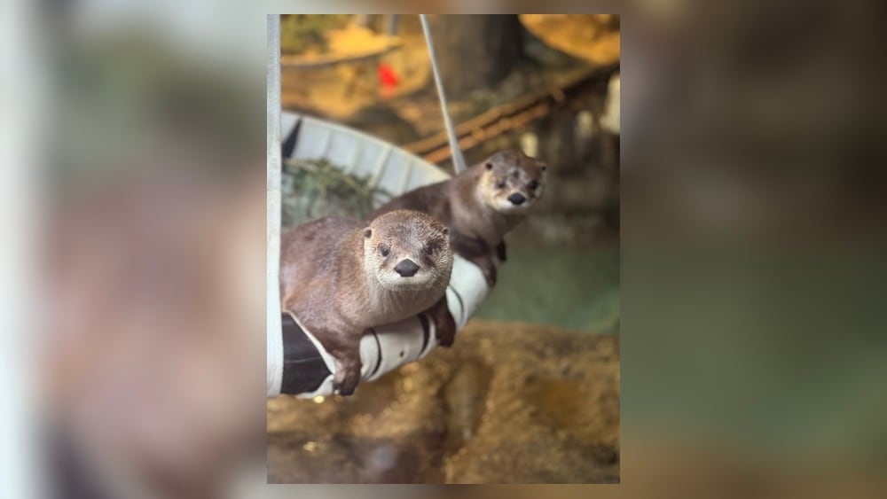 Local museum announces 24/7 otter cam