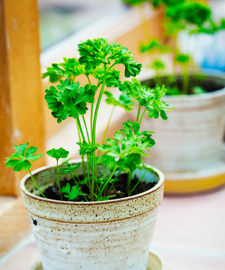 8 plants that self-seed for effortless beauty year after year