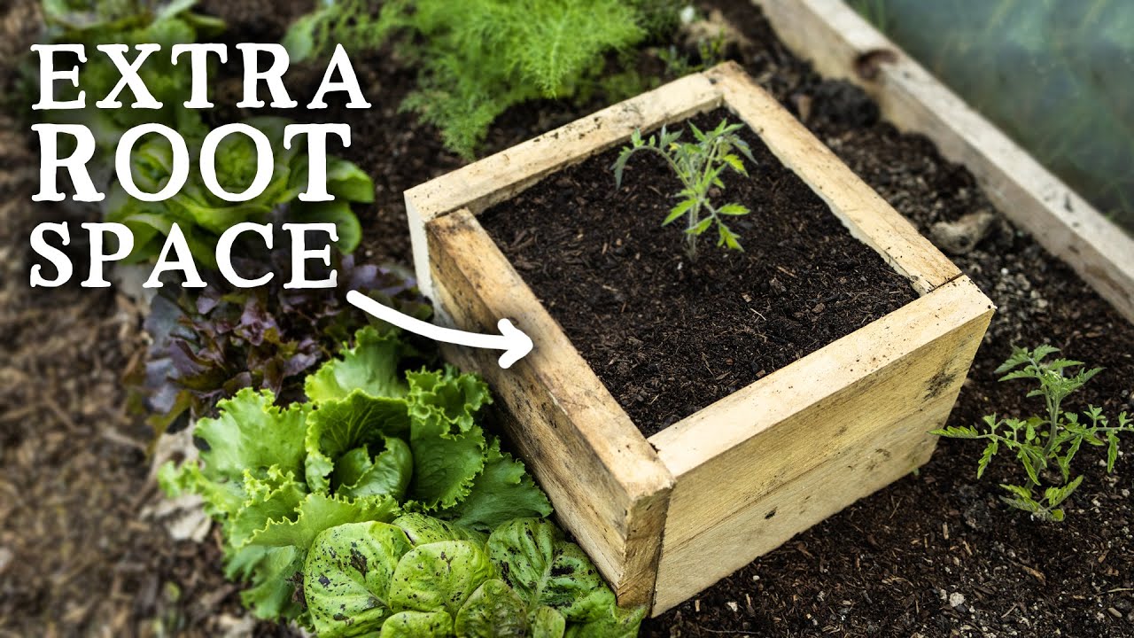 Grow tomatoes like a pro with these 5 tips!