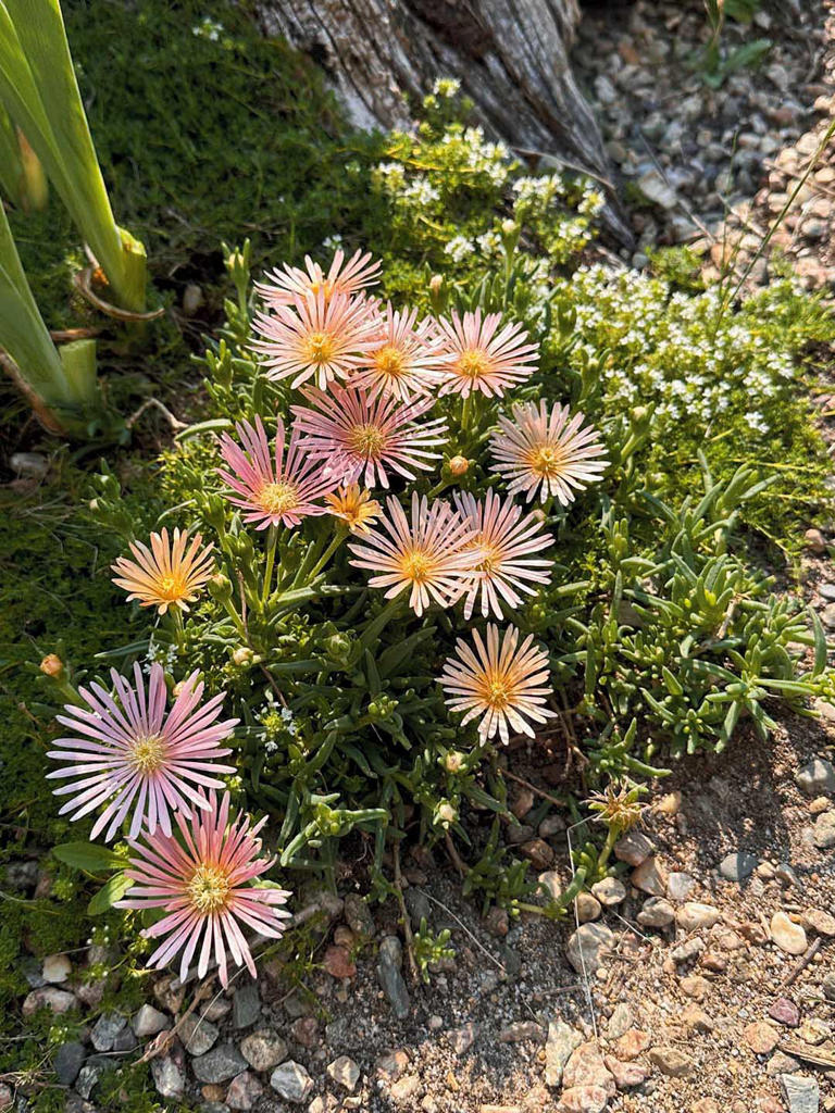 This beginner-friendly garden style will make your yard look like a ...