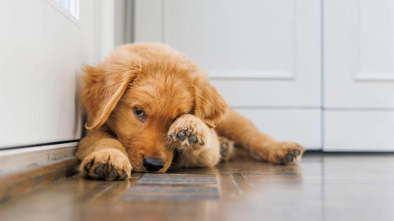 Tiny golden retriever puppy 'walks' huge cane corso like a boss