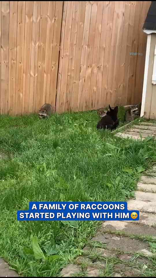 Raccoon family keeps lonely puppy company in unlikely friendship