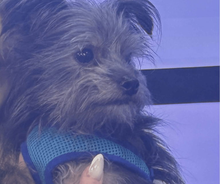 Pet of the week: Norbit