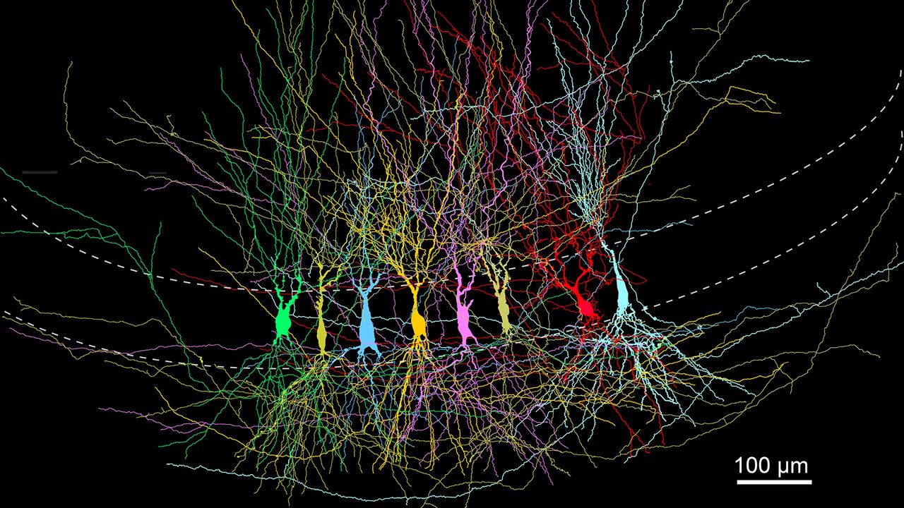The brain's memory center doesn't start as a blank slate, study suggests