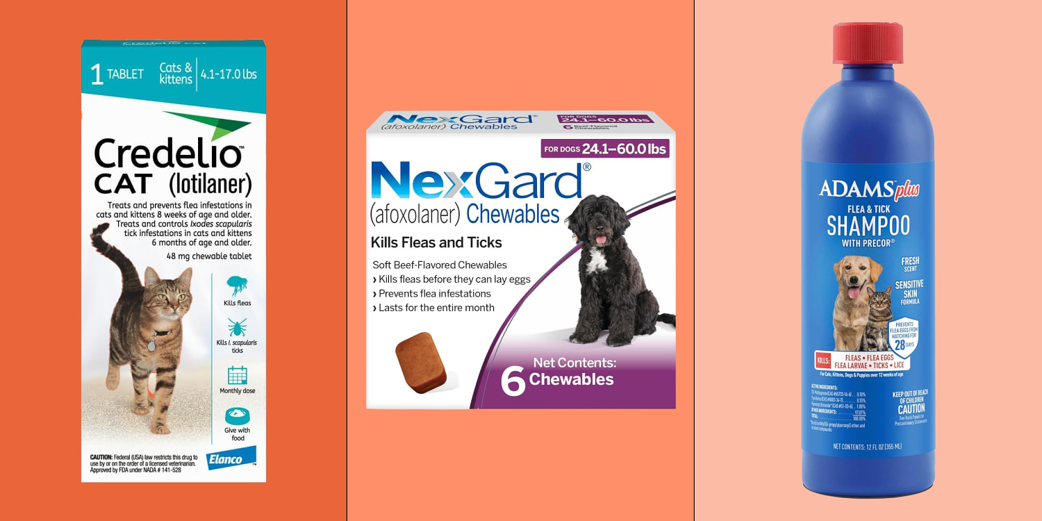 Fleas are every pet parent’s worst nightmare – here’s how to get rid of ...