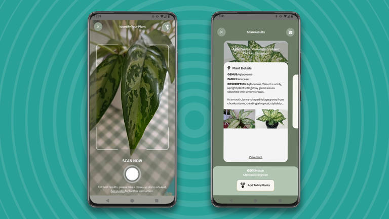 These smart sensors are 'like a Fitbit for houseplants' — can they make ...