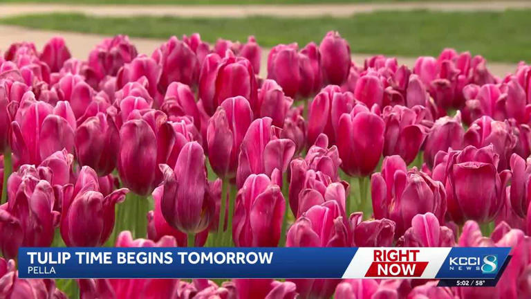 Pella Tulip Time begins with blooms and Dutch traditions