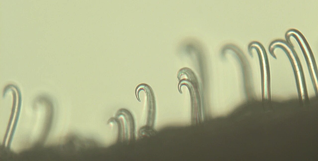 Cool beans, smart roots: Special cell helps seedlings survive drought ...