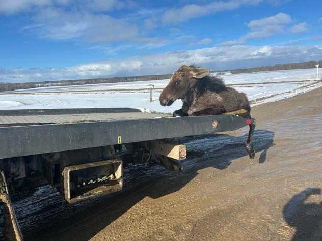 Tow truck driver in Canada goes viral after rescuing moose stuck in ice