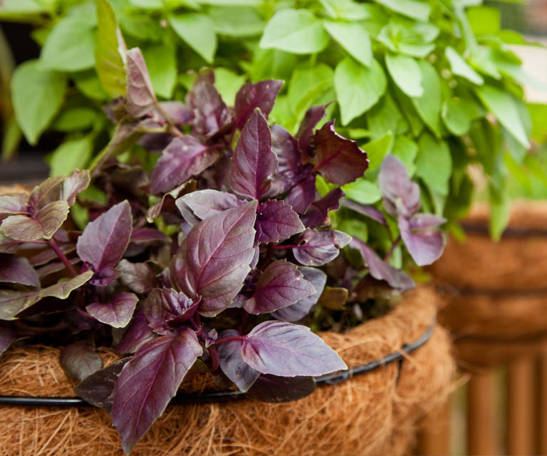 Stop planting these 6 herbs in the ground – they actually grow better ...
