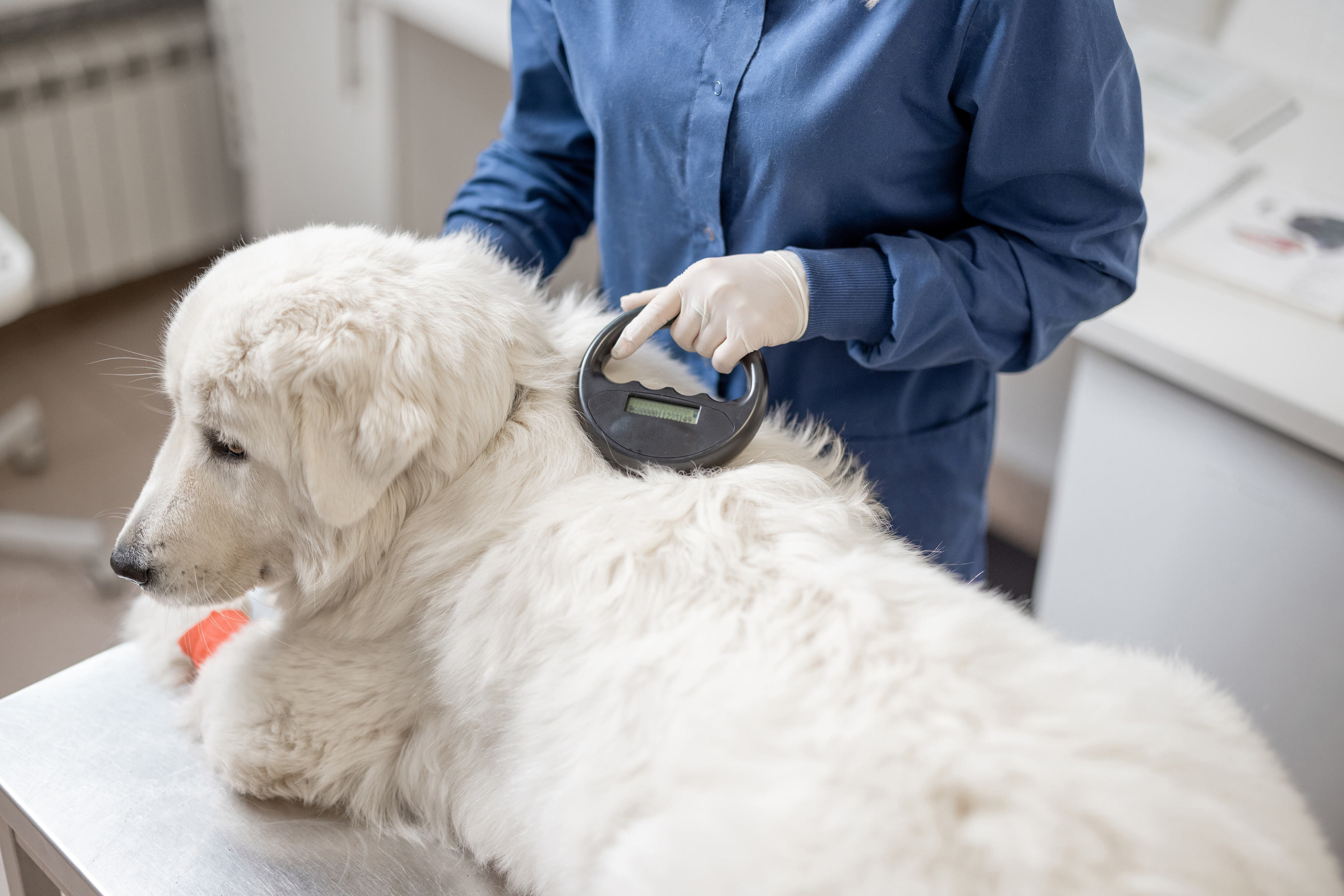 Underdog Pet Rescue and Vet Services receives another grant from ...