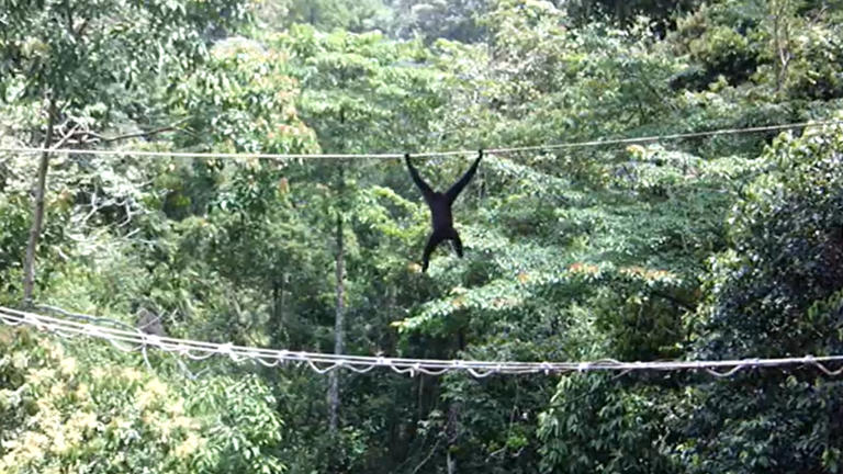 A huge milestone: Heartwarming footage shows Sumatran orangutan using ...