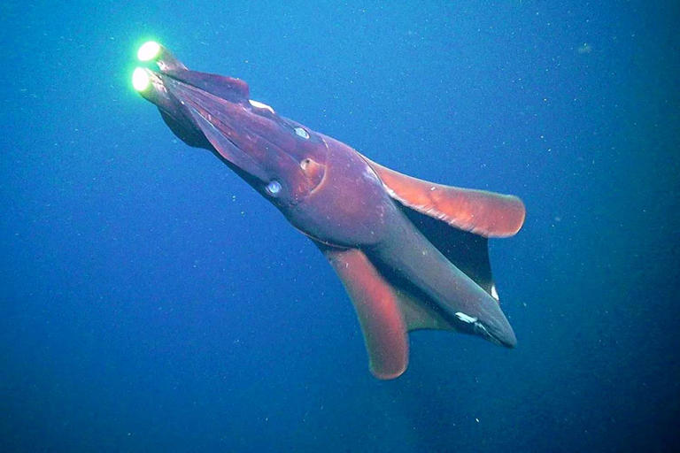 Giant squid detected in deep underwater canyon in Western Australia for ...