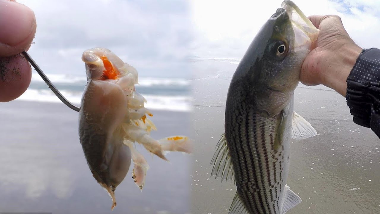 Best fishing bait revealed: my surprising catch!