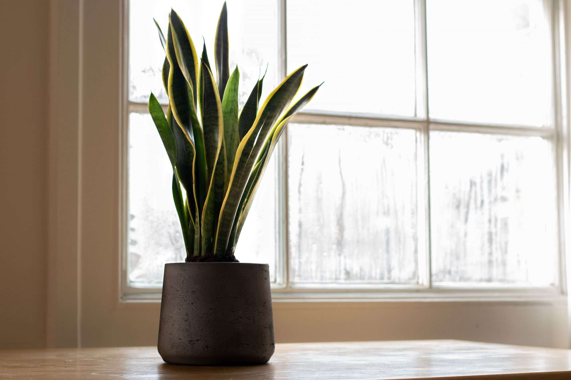Do snake plants prefer low light? What experts say
