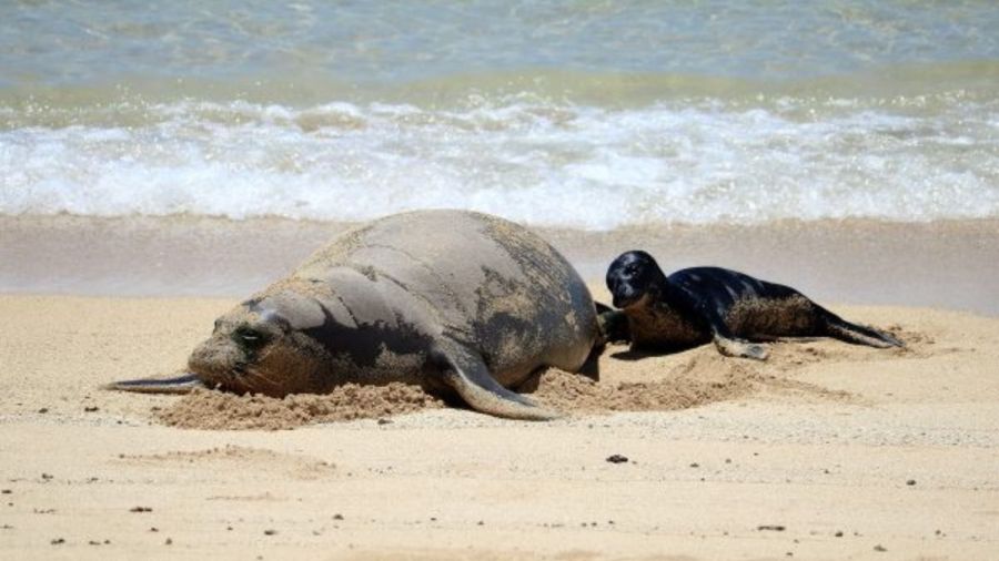 Monk seal matriarchs Kaiwi and Rocky: Their family trees