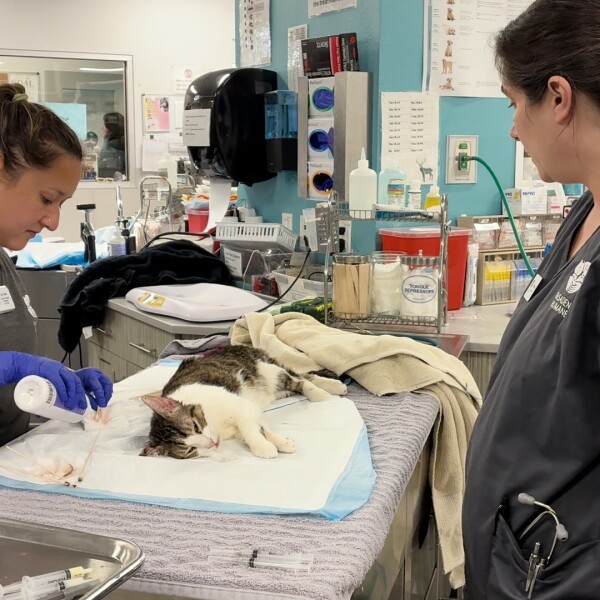 Rescue/rehabilitation of animals from Julian sanctuary continues as ...