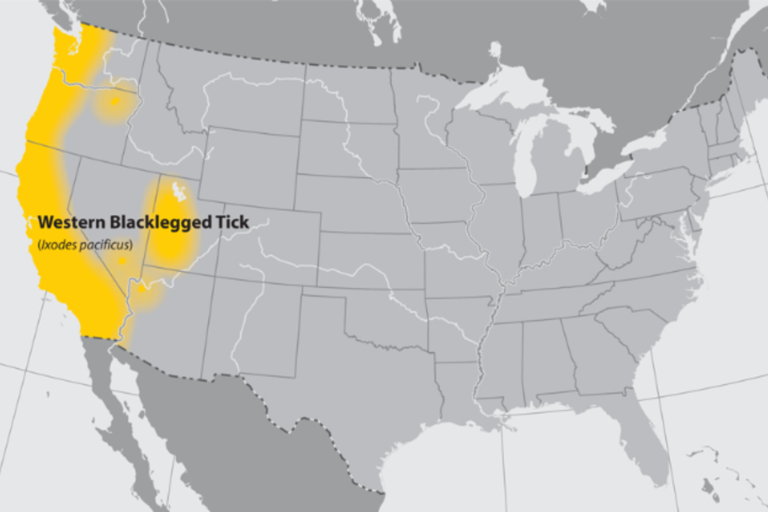 Map shows where ticks are spreading across US as bites spark CDC warning