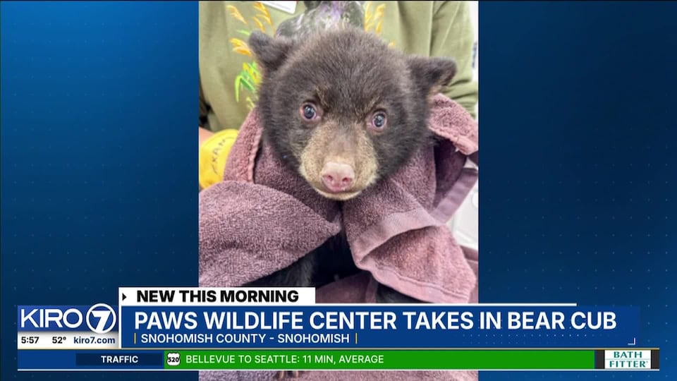 Video: PAWS Wildlife Center takes in bear cub
