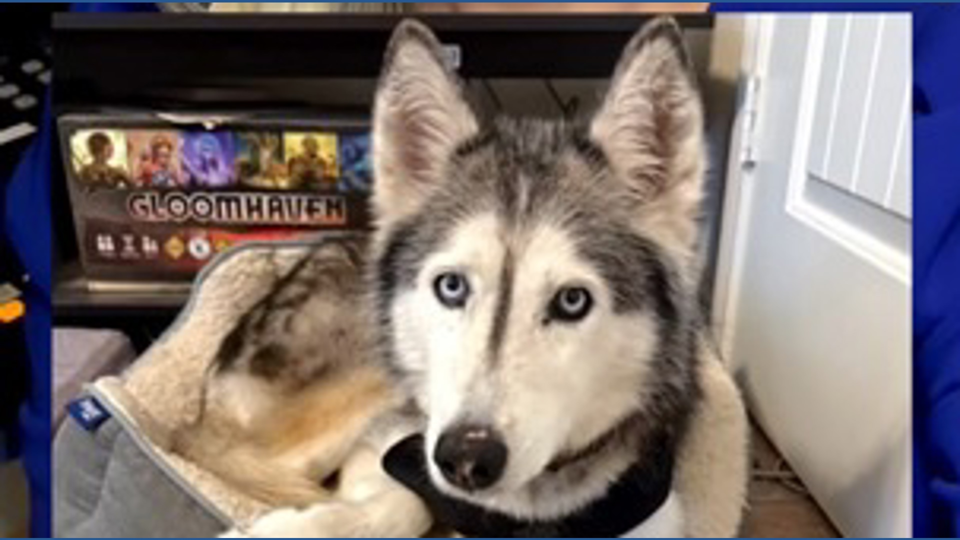 Husky reunited with owner after 12 years