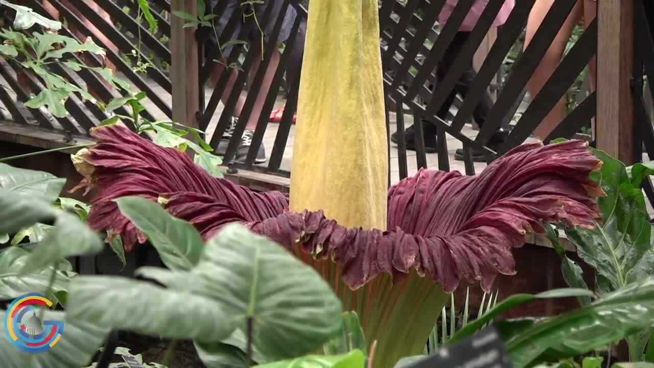 Livestream: Shangri La Gardens corpse flower ready to bloom