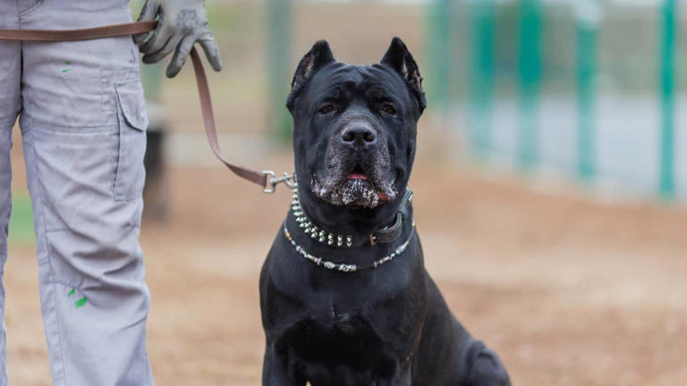 Tiny golden retriever puppy 'walks' huge cane corso like a boss