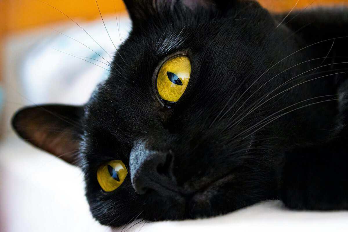 10 truths about black cats and bad luck myths