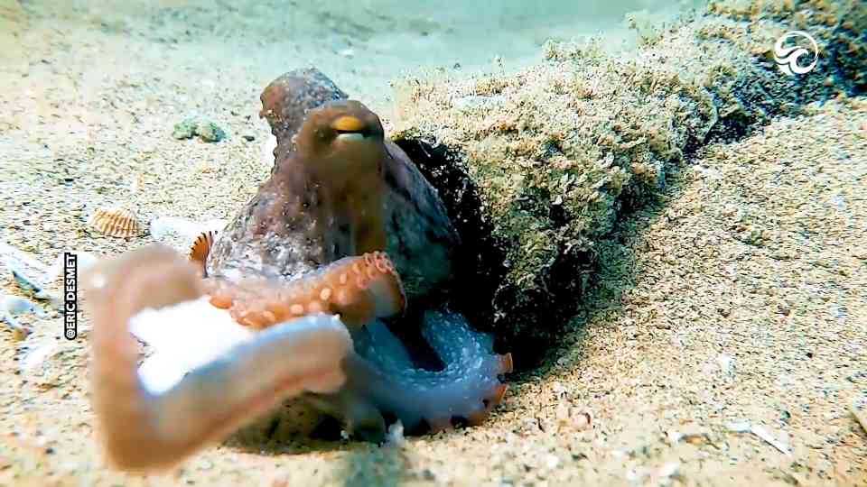 Octopus hiding in a glass bottle