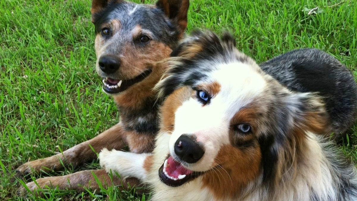 10 dog breeds that choose one person as their entire world and never ...
