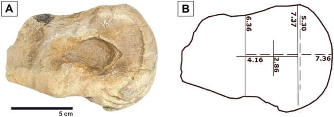A student found 16 bite marks on a fossil and confirmed that ...