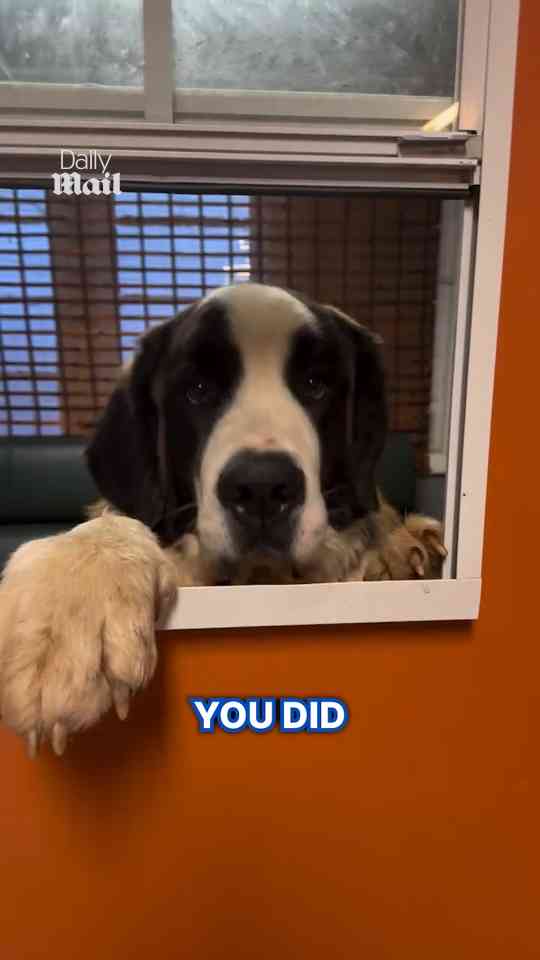 Rescue dog settles into new home after fresh start