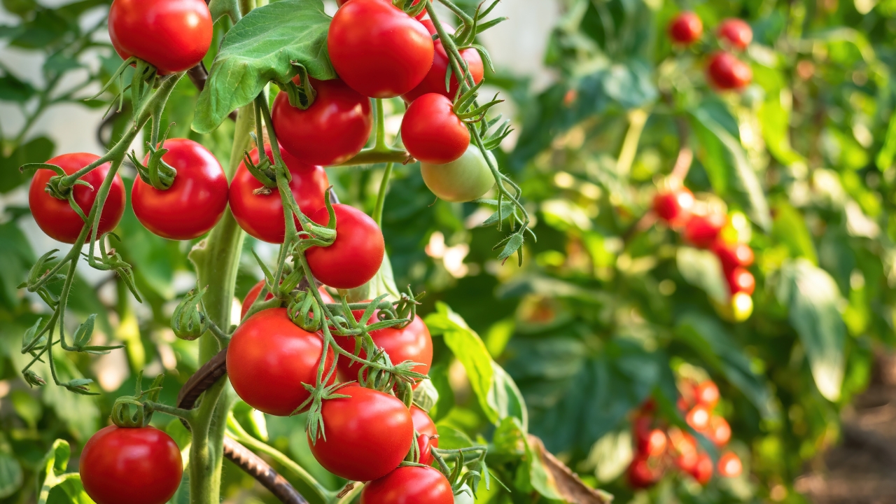 7 secret tricks for growing the best-tasting tomatoes