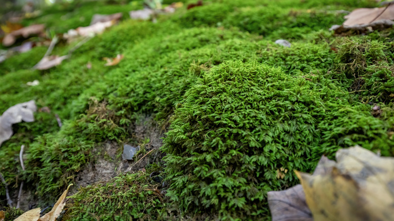 Is a moss lawn the right option for your yard?