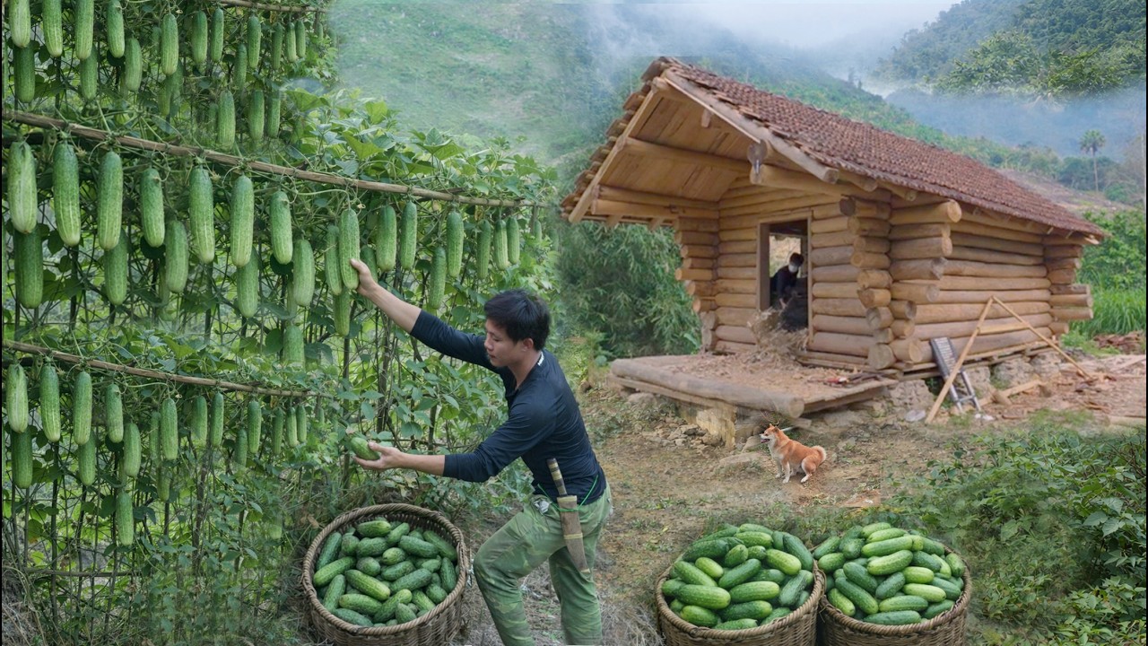 Discover off-grid living while harvesting!