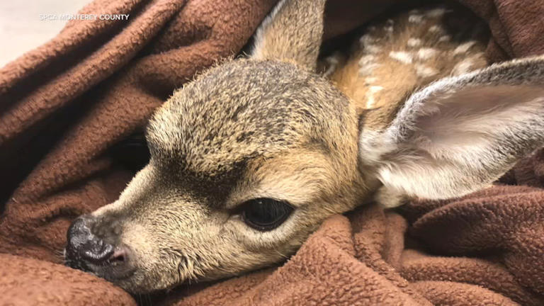 'Fawn-napping': CA wildlife officials warn against taking young deer ...