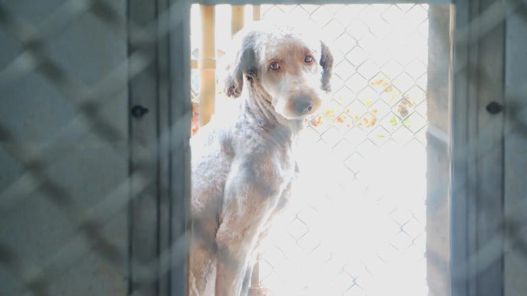 Hart County Animal Shelter rescues 37 dogs from alleged backyard breeder