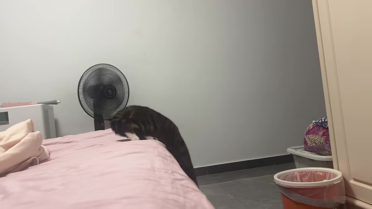 Cat falls off bed while sleeping and continues resting on floor in ...
