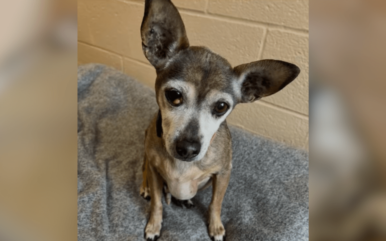 Senior dog sad and confused at return to shelter he left 10 years ago