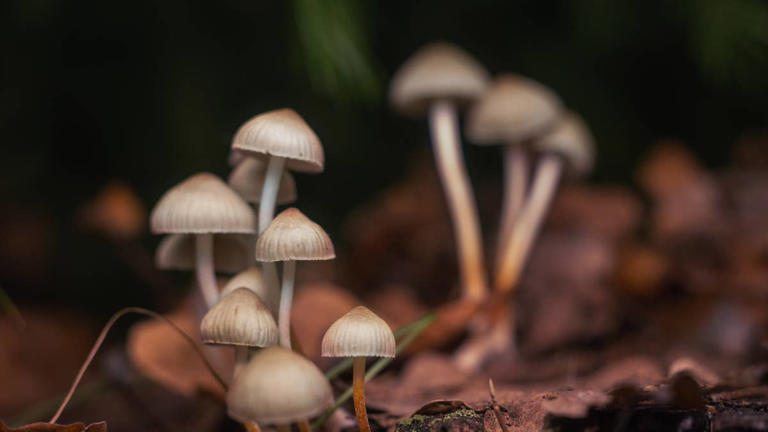 One magic mushroom dose could rewire the brain and boost well-being ...